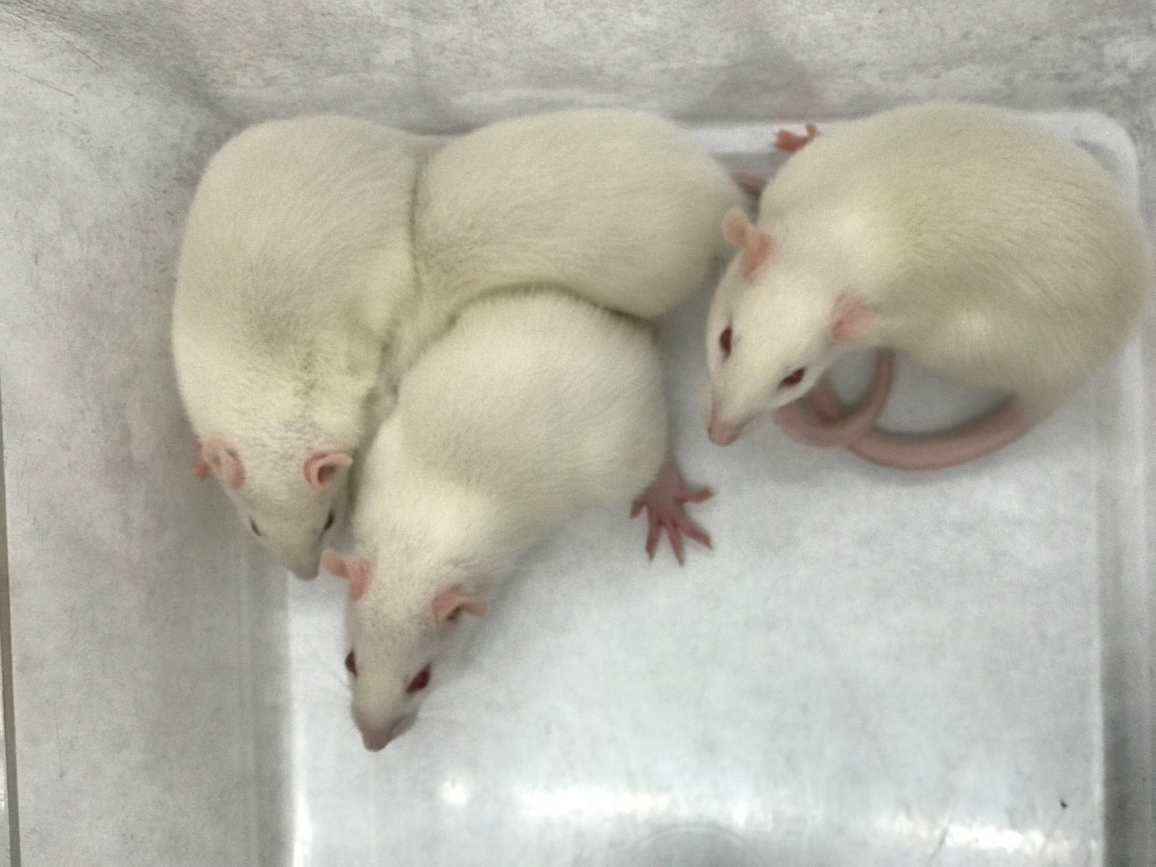 La comunicación quimíca entre ratas hembra existe y es compleja
