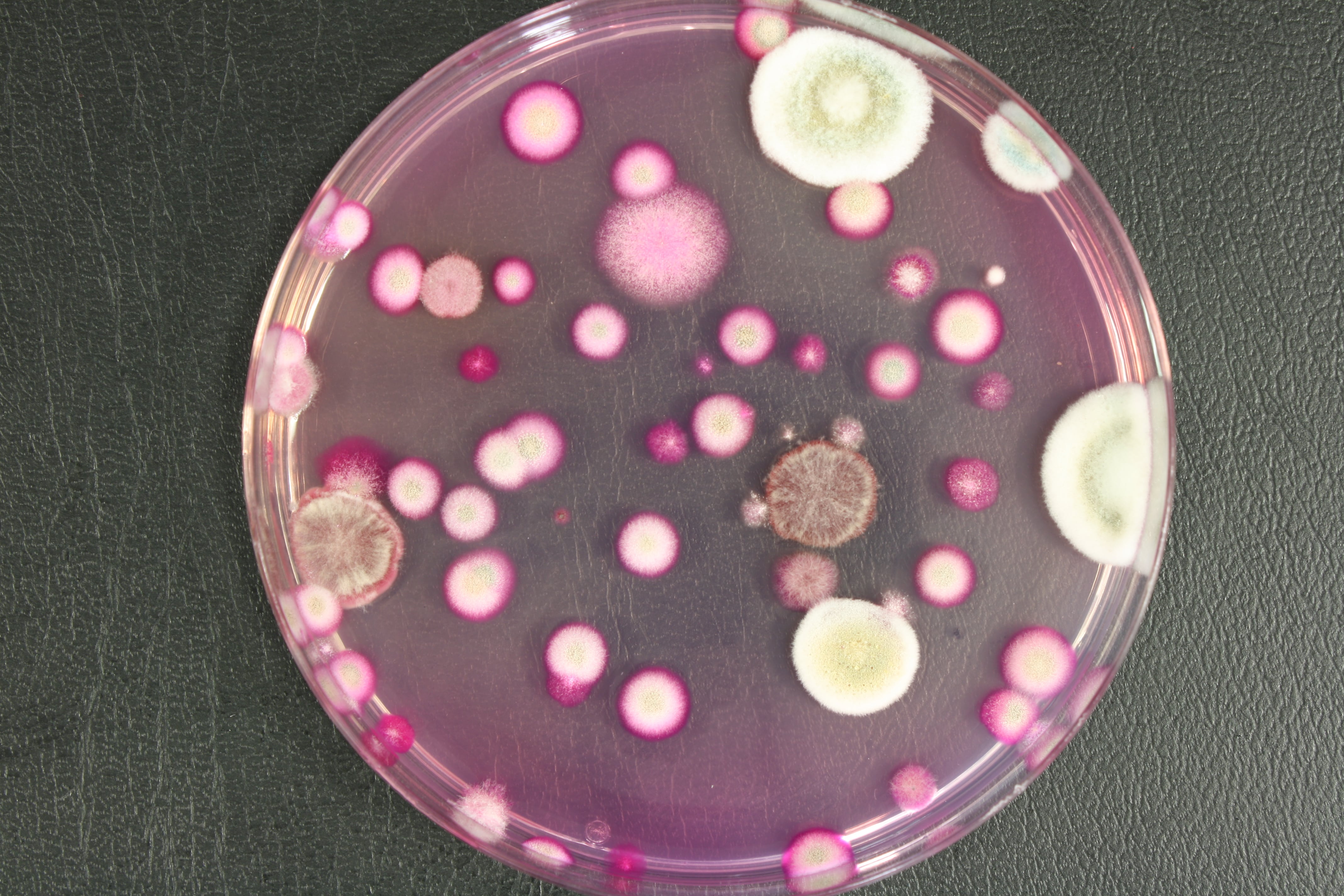 Detectan todas las bacterias y hongos que intervienen en la producción ...