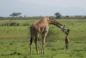 La mejor forma de salvar a las jirafas es acabar con la caza furtiva