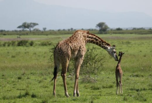La mejor forma de salvar a las jirafas es acabar con la caza furtiva