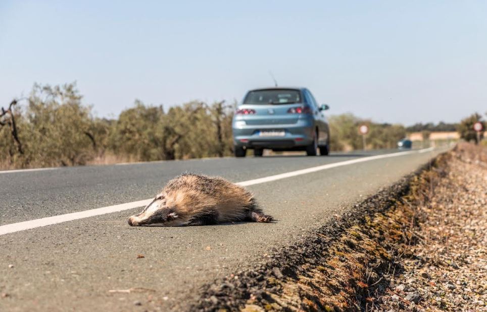 - Fundación Descubre Conductores atropellan 55 millones de vertebrados ...